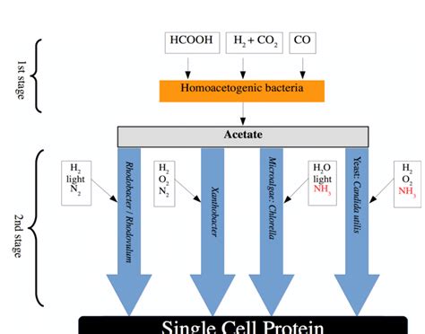 Two Stage Bioprocess Designs And Microbes With Cultivation Download Scientific Diagram