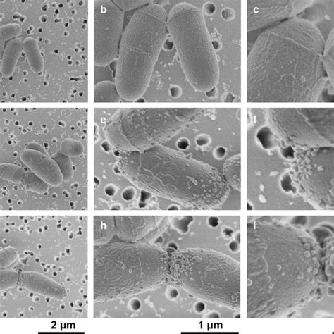 Effect Of Egta On The Cell Surface Structure Of C Glutamicum C