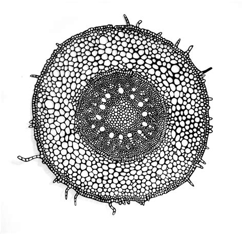 Root Structure Monocot Diagram Quizlet
