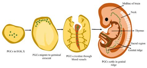 Formation Application And Significance Of Chicken Primordial Germ