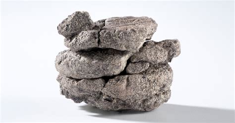 Fósil De Casi 70 Millones De Años Fue Encontrado Bajo El Estacionamiento De Un Museo En Denver