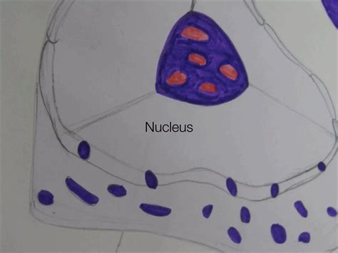 Eukaryotic Cell Revision Pdf Biological Sciences Science