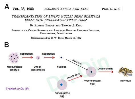 从蝾螈到克隆猴 图文详解核移植90周年重大发展历程 生物通