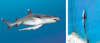 [수중 생물 배워요]빨판상어 Live Sharksucker