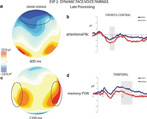 5 Summary Of Experiment 2 Late Processing Results A Grand Average