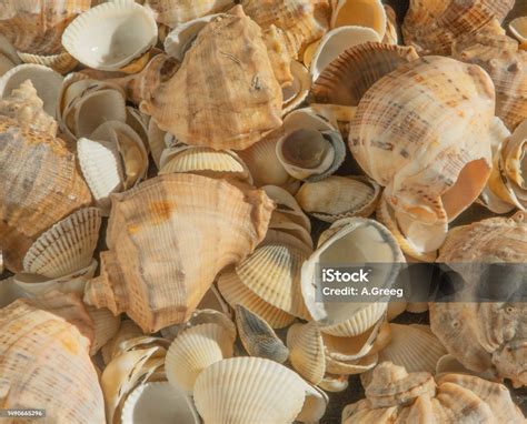 해변에 바다 조개 여름 배경입니다 라판 껍질 베이지 빛 색상 미적 미니멀리즘 자연의 아름다움 감정에 대한 스톡 사진 및 기타 이미지 Istock