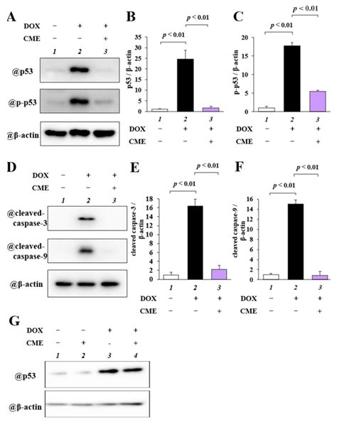 Dox Induced Protein Expression Of Cellular Apoptosis Markers Was