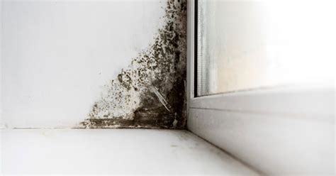 Що робити якщо на стінах зявилася пліснява дієві методи Читайте на Ukr Net