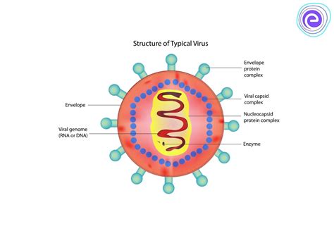 Structure Of Virus Anatomy System Human Body Anatomy Diagram And