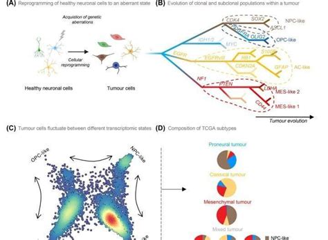 Hunting Brain Cancer Cells Neuronal And Tumorigenic Boundaries Of