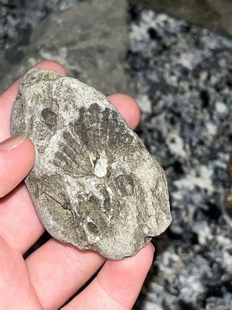 Found South East Coast Of Nsw Australia Right On Beach With Cliffs And Headlands R Fossilid