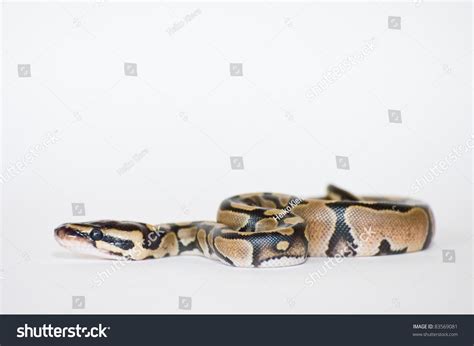 Python Hatchling Stock Photo 83569081 Shutterstock