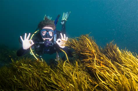 deep dive into seaweed aquaculture trendradars