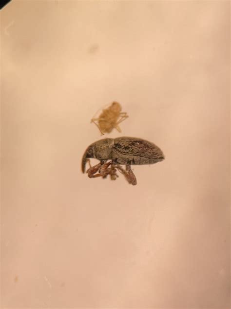 Tiny Weevil Under The Microscope With An Aphid Friend Rweeviltime