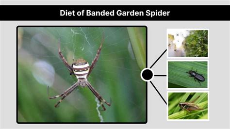 Banded Garden Spider Identification Bite And Facts Guide