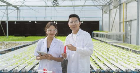 수경 온실 농장 깨끗한 식품 및 식품 과학 개념에서 일하는 과학자 사진 Unsplash의 자연 이미지