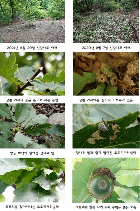 참나무 도토리거위벌레로부터 과실 솎아내기 도움소비자를위한신문 Consumertimeskorea