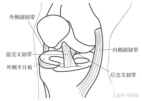 跑步常见疼痛10 膝关节内侧副韧带损伤膝关节内侧疼痛 知乎