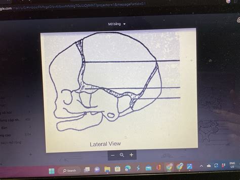 Lab 9 Lateral Axial Skeleton Diagram Quizlet