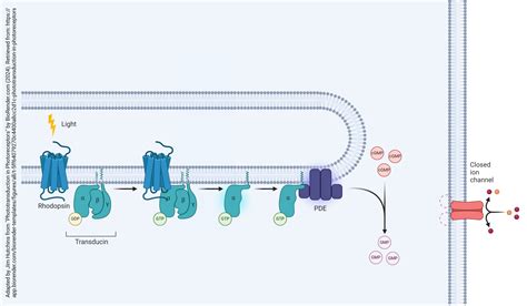 The Cyclic Guanosine Monophosphate Cgmp Second Messenger System