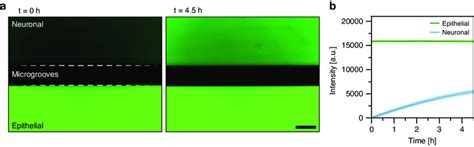 Characterizing Diffusion Between Epithelial And Neuronal Microfluidic
