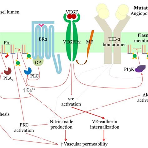 Structure Of Human Kringle Domains In Plasminogen Pln Protein Download Scientific Diagram