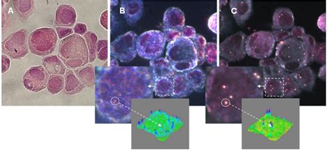 Figure 2 From Multiplexed Plasmonic Nano Labeling For Bioimaging Of