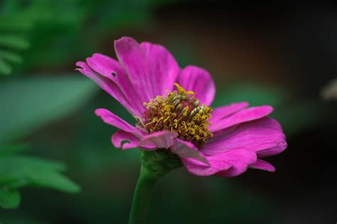 雑草 美しい 花 Pixabayの無料写真 Pixabay