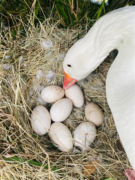 Sebastopol Geese Hatching Eggs Price Per Egg Mockingbird Homestead