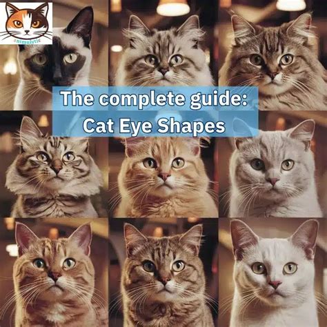 ลกษณะตาของแมวมกแบบ ชวยจำแนกสายพนธไดไหม