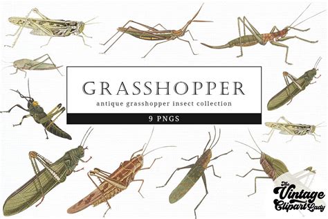 Grasshopper Vintage Insect Illustration Graphic By Theclipartlady
