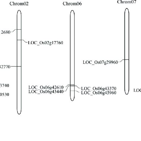 Chromosomal Distribution Of Rice Oscyps In The Rice Genome The Scale Download Scientific