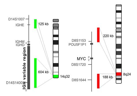Xl Igh Myc Translocation Dual Fusion Probe Metasystems Probes