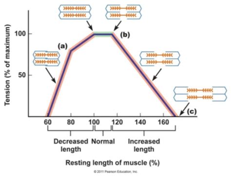Isometric Vs Isotonic Contraction Graph Muscle Structures And