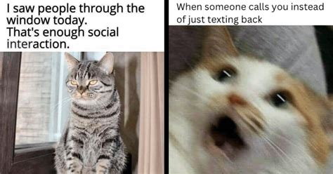 30 Meowgnificent Introvert Memes For Cat People Ready To Hang Out With Their Kitty All Weekend