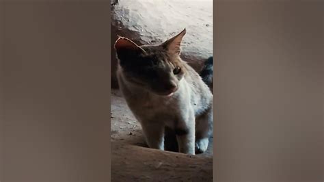 Cat Bery Danger Youtubeshorts Funny Helpless Trending Love