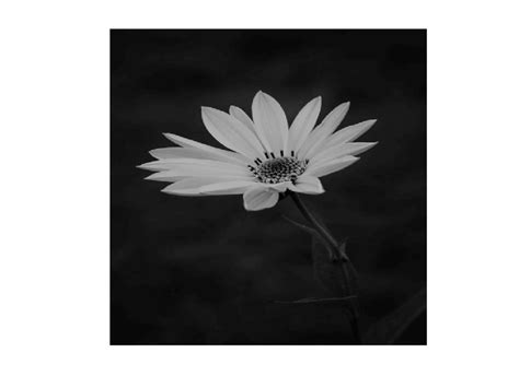 How To Modify Spatial Resolution Of A Grayscale Image In Matlab