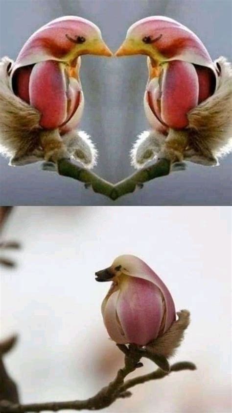 Human Flower Artofit