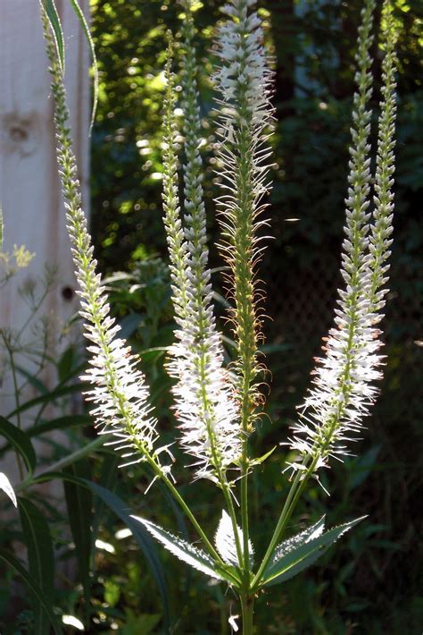 The Violet Fern Going Native Culvers Root