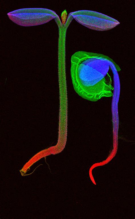 World Leading Research Into Understanding Hyperaccumulator Plants