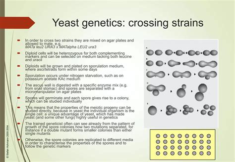 Yeast Genetics Ppt