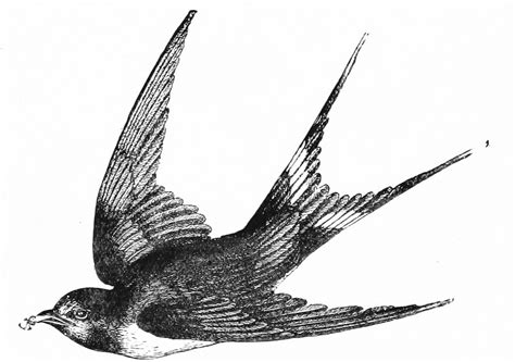 Vintage Bird Illustrations Black And White The Graffical Muse