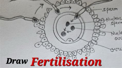 Fertilisation Drawing Easy Class 8 Draw Fertilisation In Humans Class8