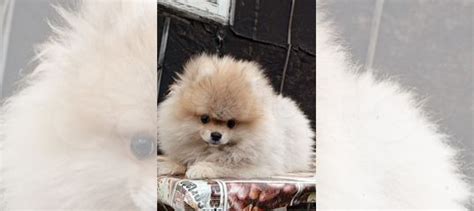 Шпиц купить в Ртищево Животные и зоотовары Авито