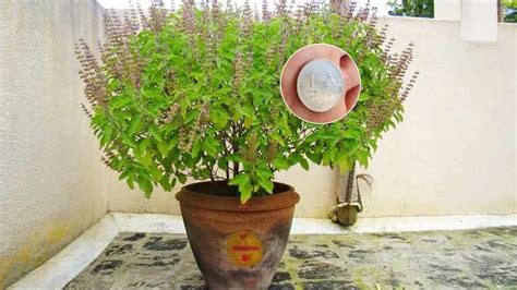 What Are The Beliefs Behind Planting A Coin In A Tulsi Po तुलसी के