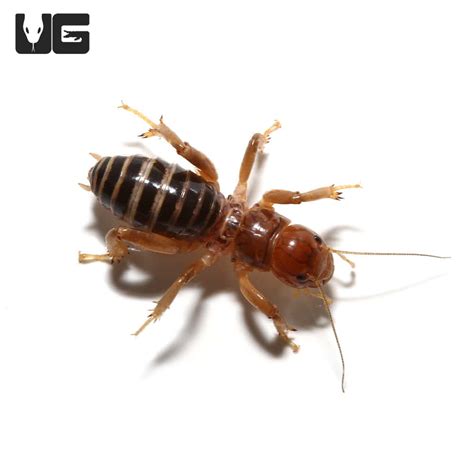 Jerusalem Cricket For Sale Underground Reptiles