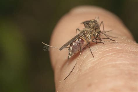 Mosquito On Hand Stock Image Image Of Finger Insect 94042413