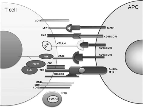 Immunological Synapse A Summary View Of The Key Ligand Pairs And