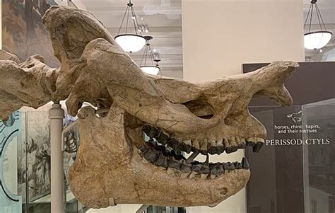 Megacerops Wikipedia