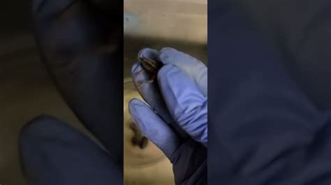 How To Tell The Sex Of Juvenile Dubia Roach Youtube